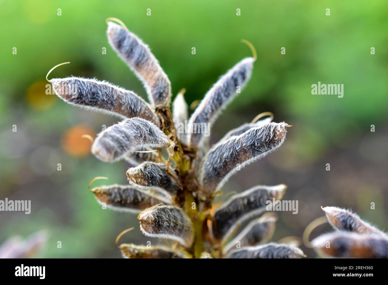 Pods with seeds of lupine flowers in the garden Stock Photo - Alamy