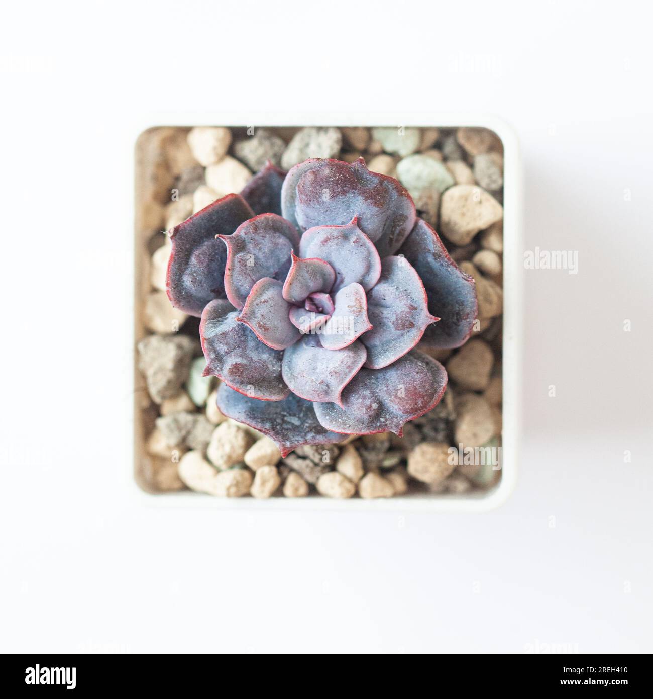 Purple Echeveria Heart's Delight flower in pot. Bright elegant ...