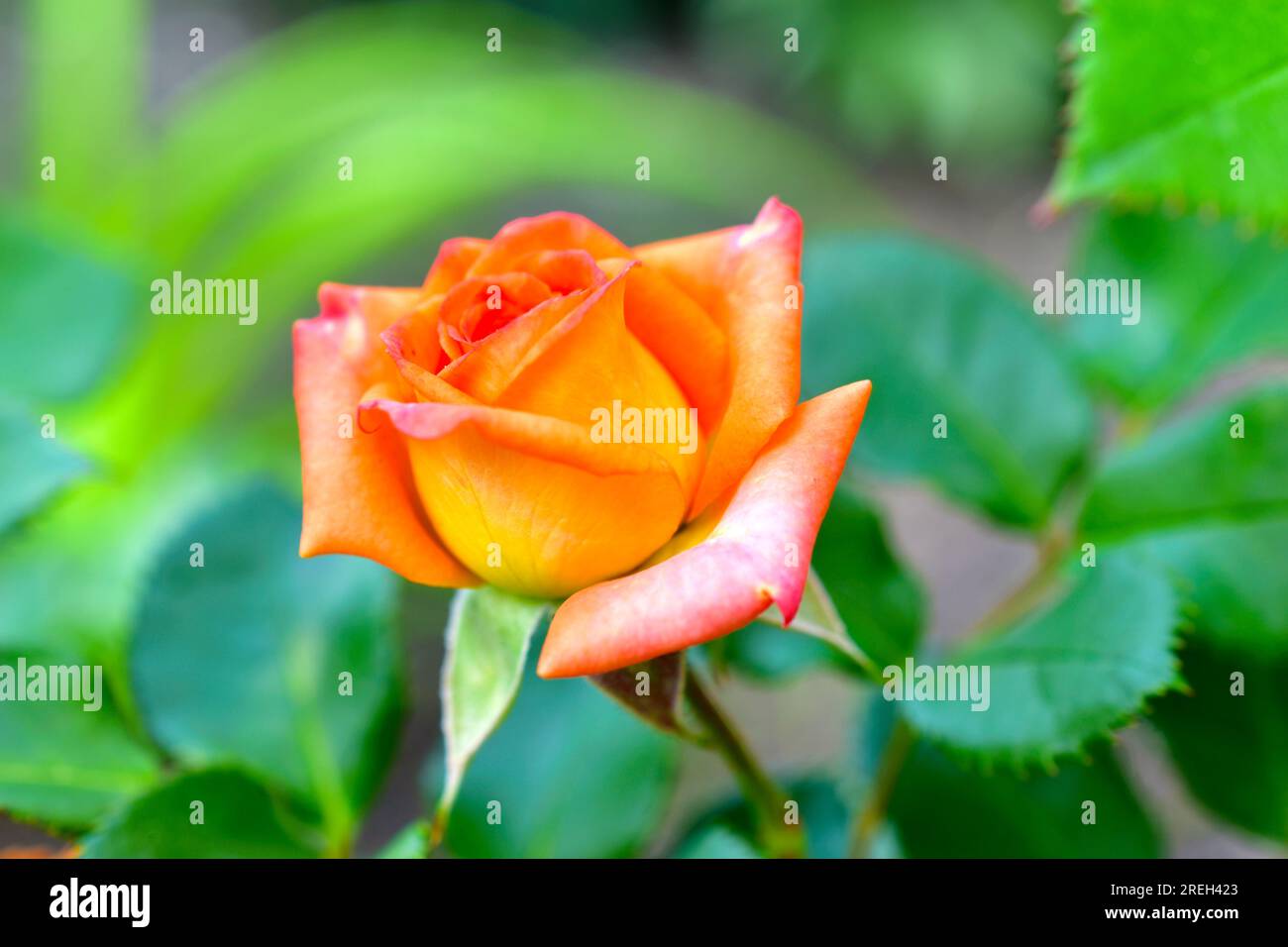 Little rose hi-res stock photography and images - Alamy