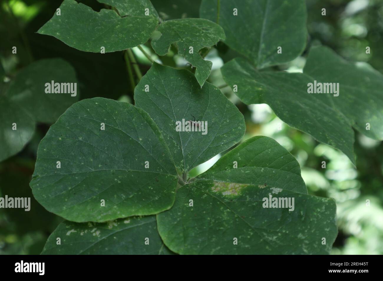 Close up view of a leaflet of a wild invasive plant known as the ...