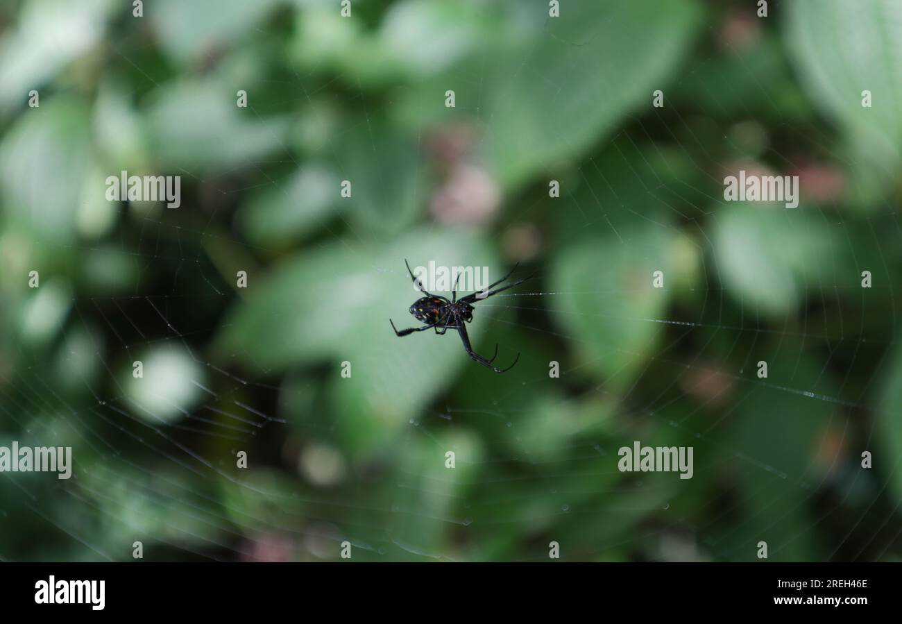 High angle ventral view of a Pear shaped Opadometa (Leucauge Fastigata ...