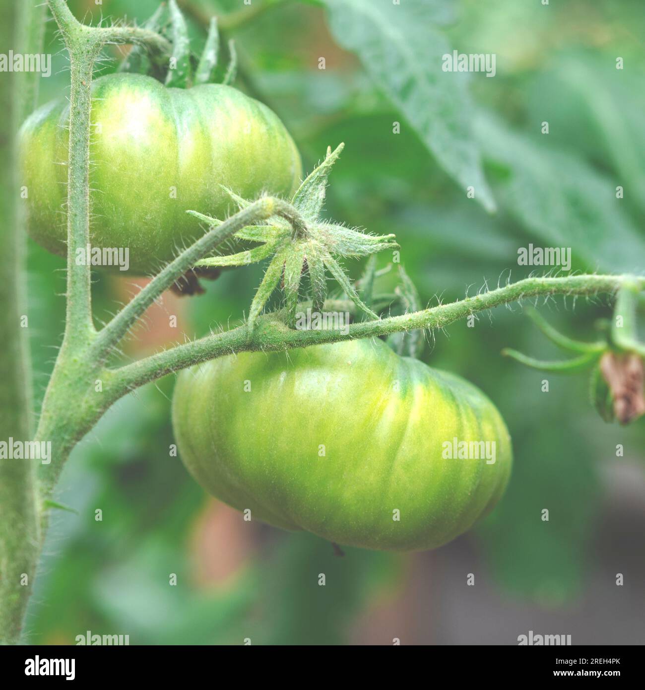Roma tomatoes harvesting hi-res stock photography and images - Alamy