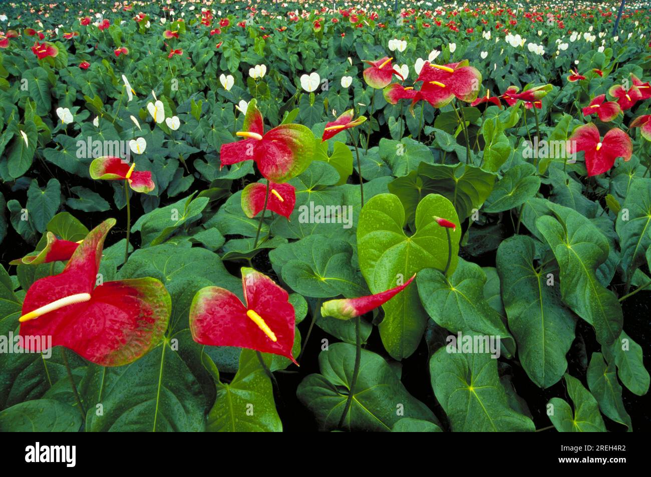 Anthurium flowers hawaii hi-res stock photography and images - Alamy