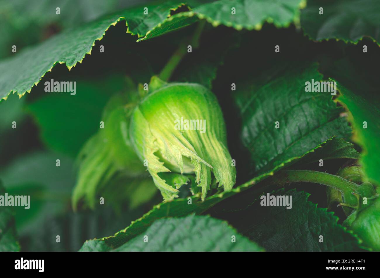 Large hazelnuts grow in the forest on a green bush. Hazelnut. Nuts ...