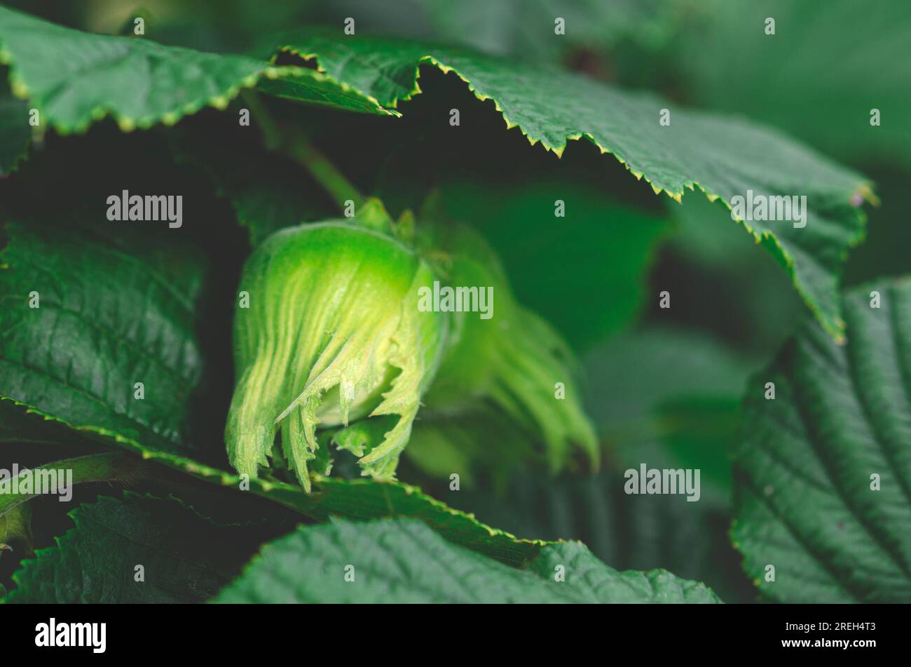 Large hazelnuts grow in the forest on a green bush. Hazelnut. Nuts ...