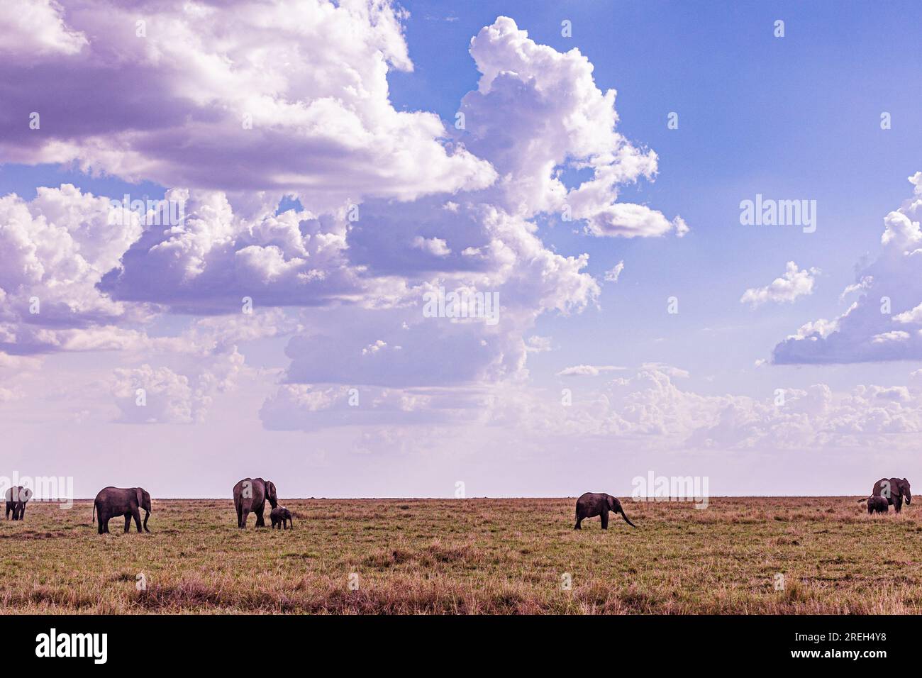 Maasai Mara National Reserve is an area of preserved savannah ...