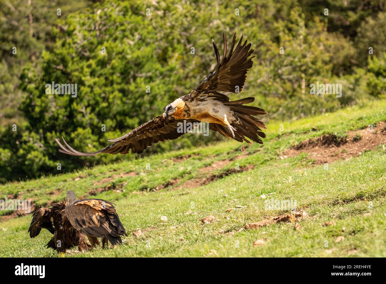Bearded vulture (Gypaetus barbatus) in flight Also known as the ...