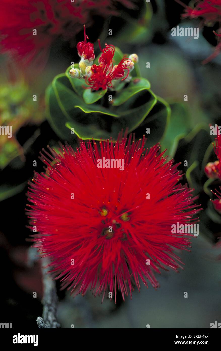 Lehua blossom hi-res stock photography and images - Alamy