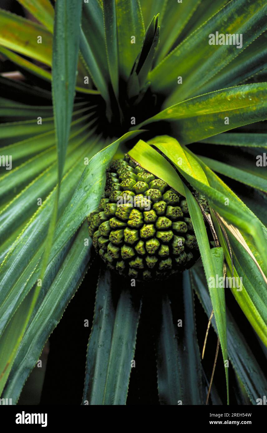 Hala plant hi-res stock photography and images - Alamy