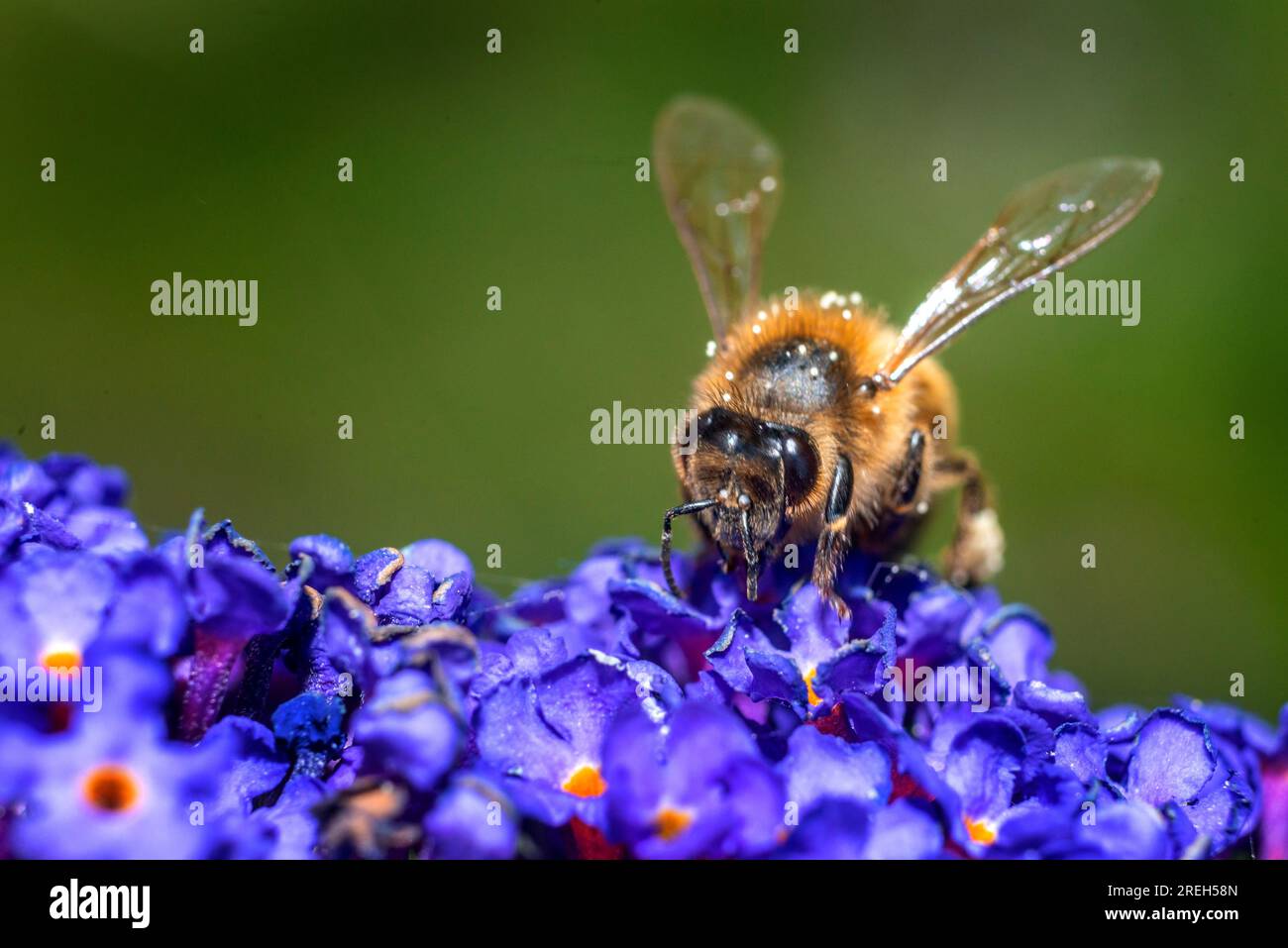 Brighton, July 20th 2023: A European Honey Bee on a buddleia plant ...