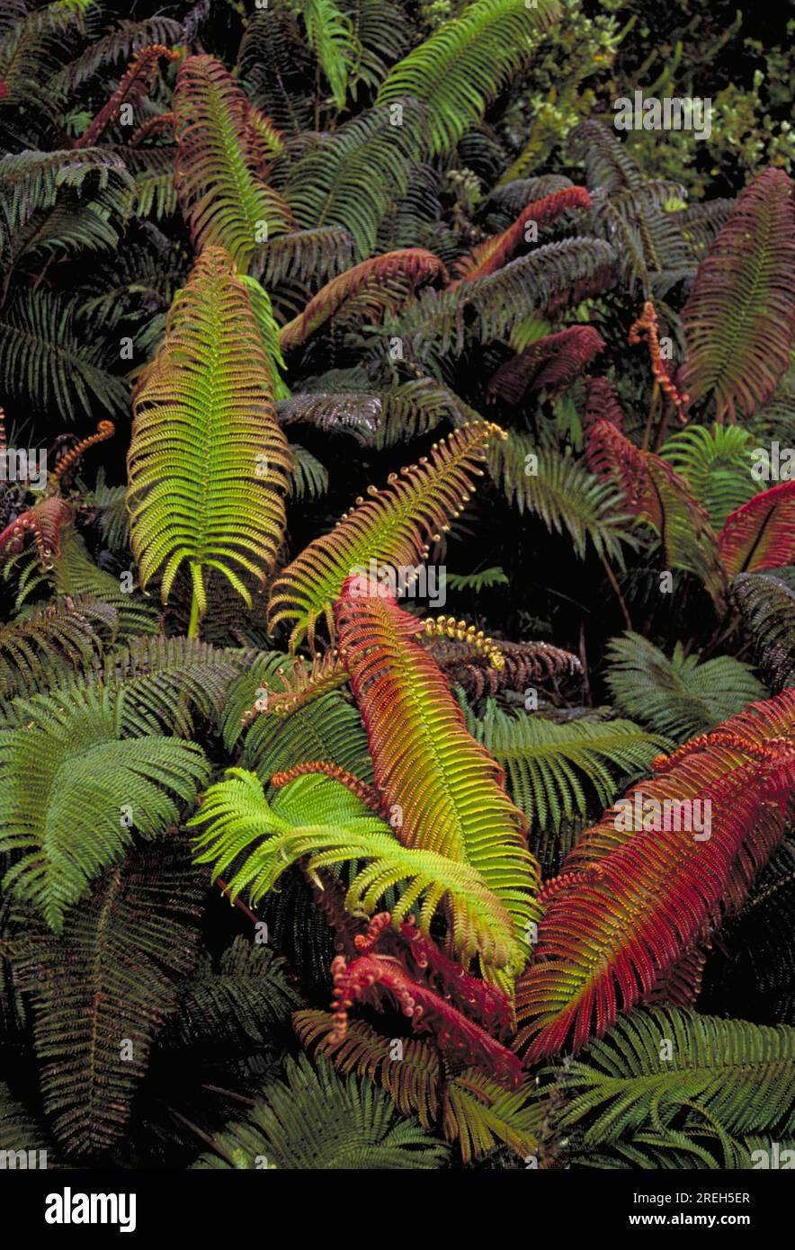 Amau ferns, native plant Stock Photo - Alamy