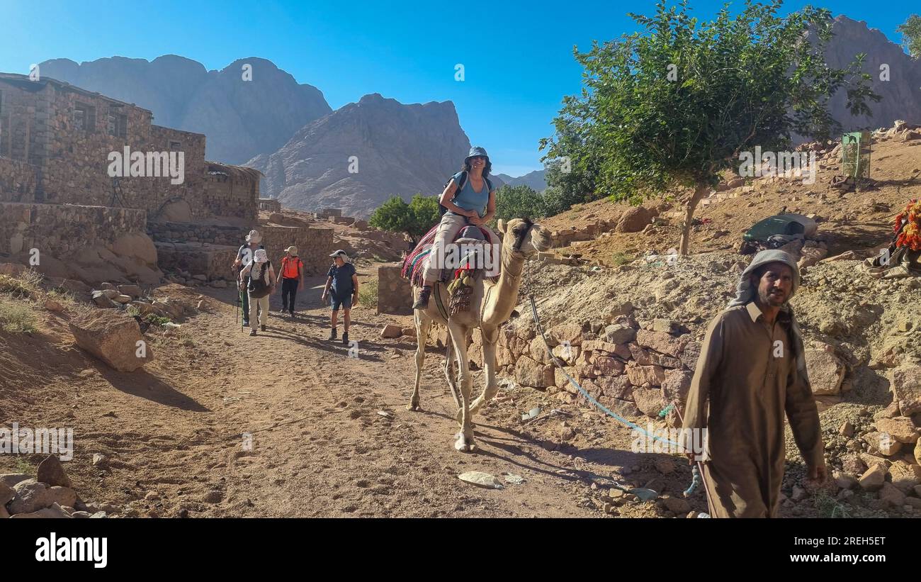 Touring Sinai Plateau with camels near Saint Catherine's Monastery ...