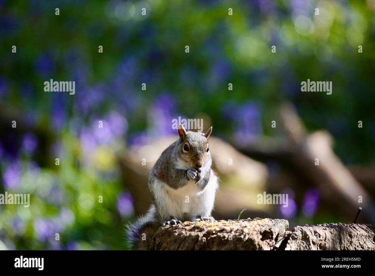Squirrel teeth hi-res stock photography and images - Alamy