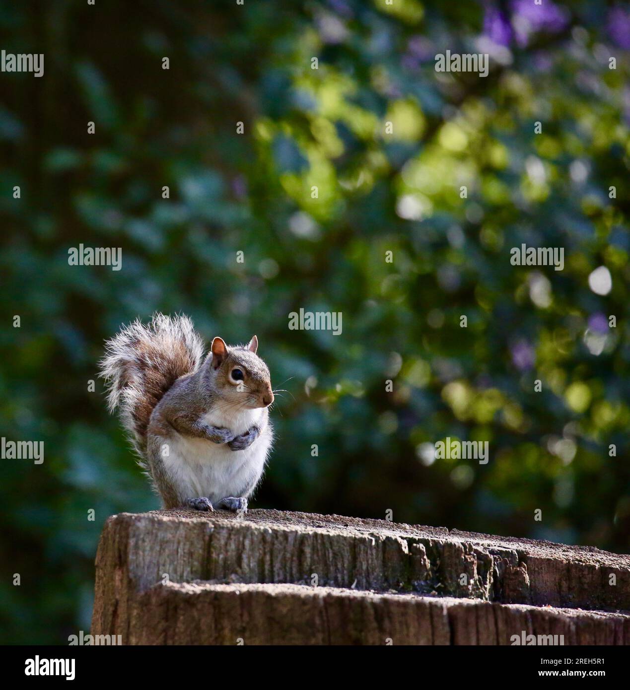 Squirrel teeth hi-res stock photography and images - Alamy