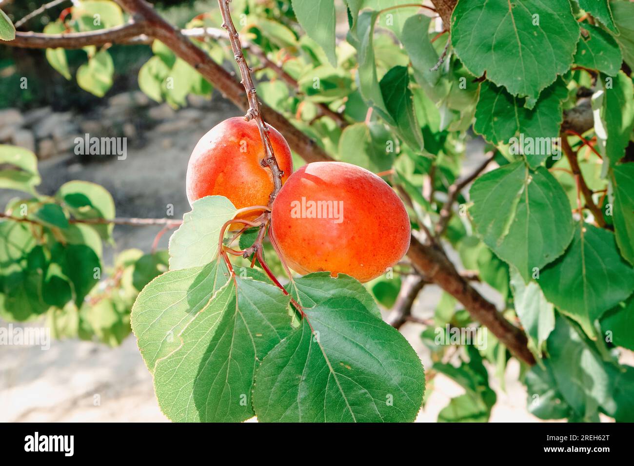 Apricot farming hi-res stock photography and images - Alamy