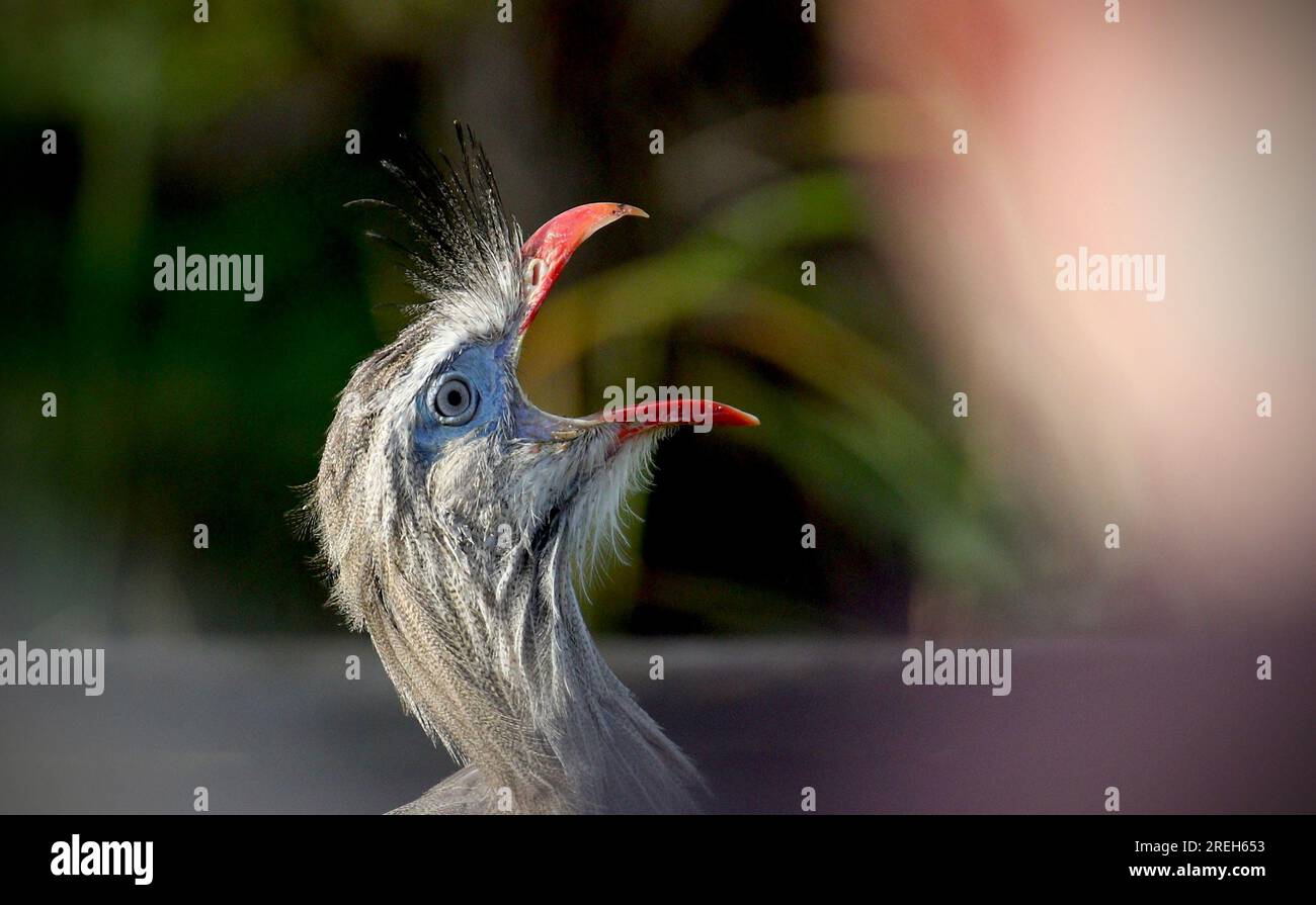 Red legged seriema bird closeup hi-res stock photography and images - Alamy