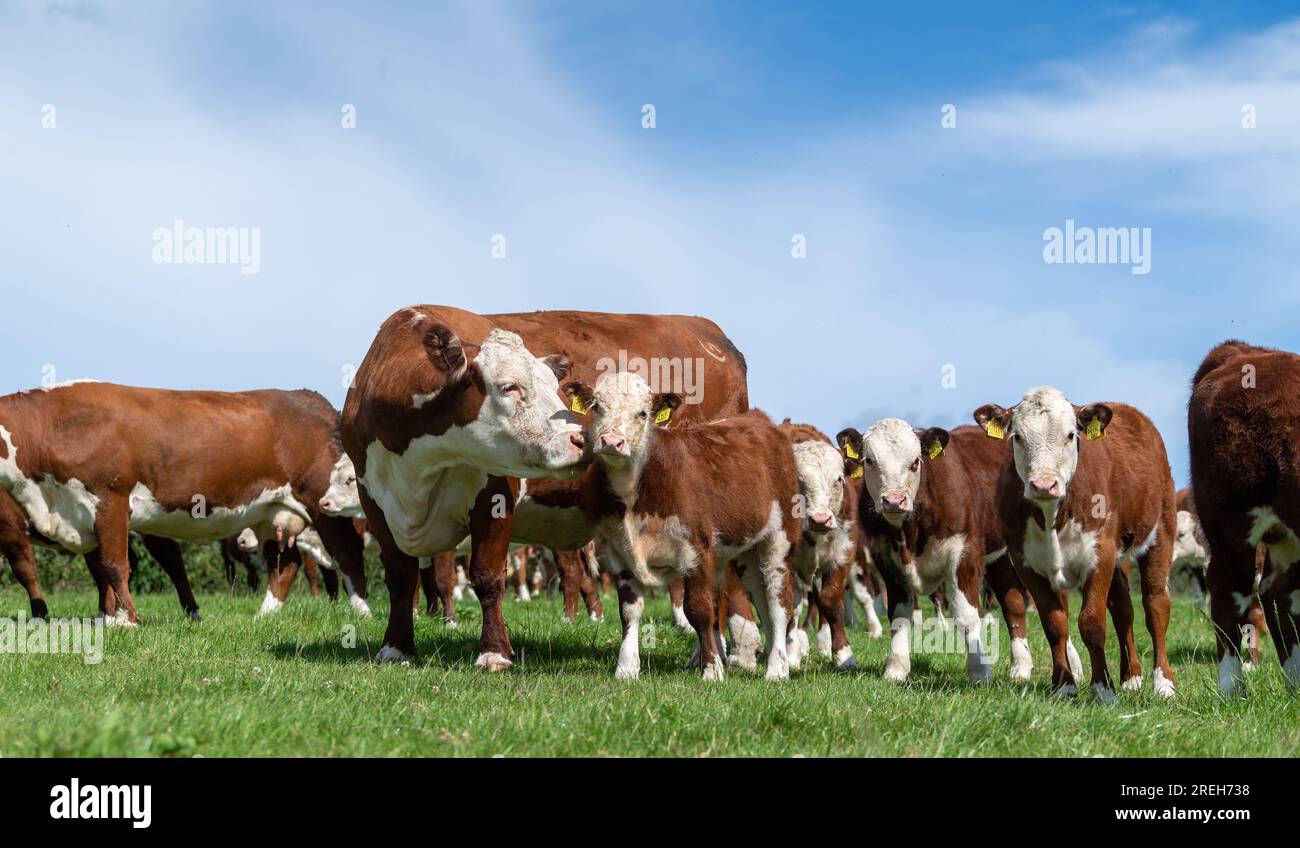 Hereford beef cows and calves grazing on upland pasture in Cumbria, UK ...