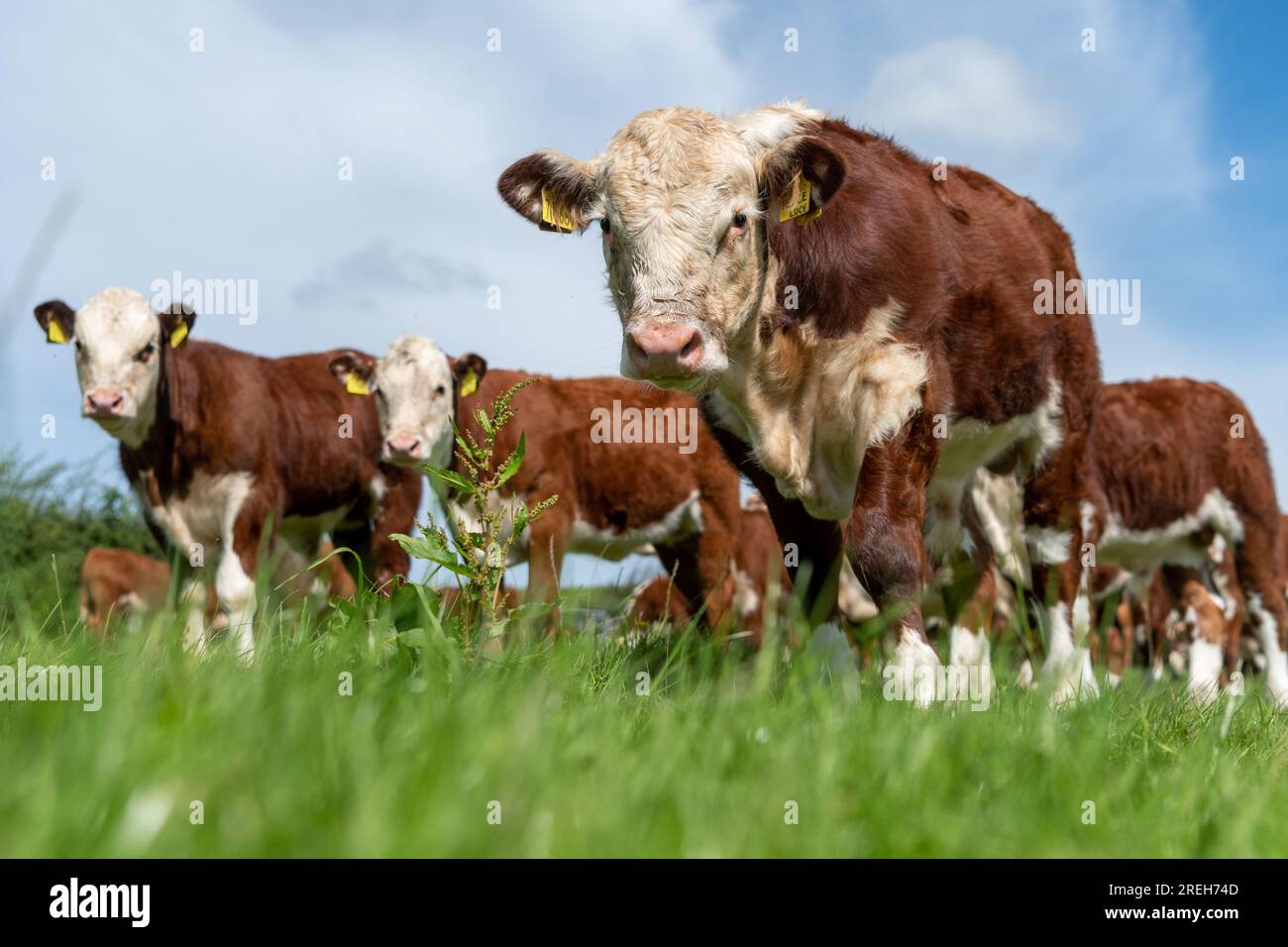 Hereford beef cows and calves grazing on upland pasture in Cumbria, UK ...
