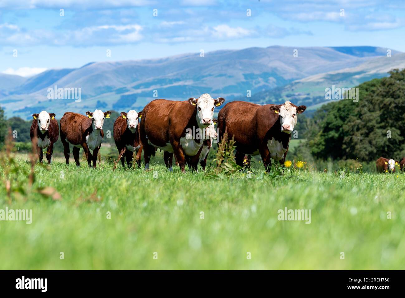 Hereford beef cows and calves grazing on upland pasture in Cumbria, UK ...
