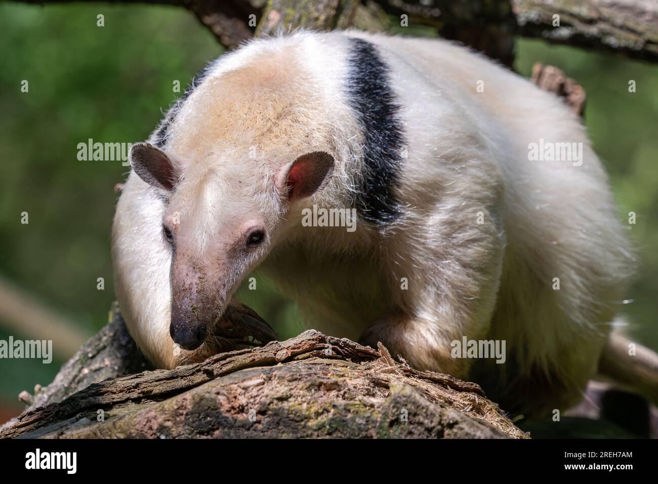 Southern tamandua on branch. Tamandua tetradactyla Stock Photo - Alamy
