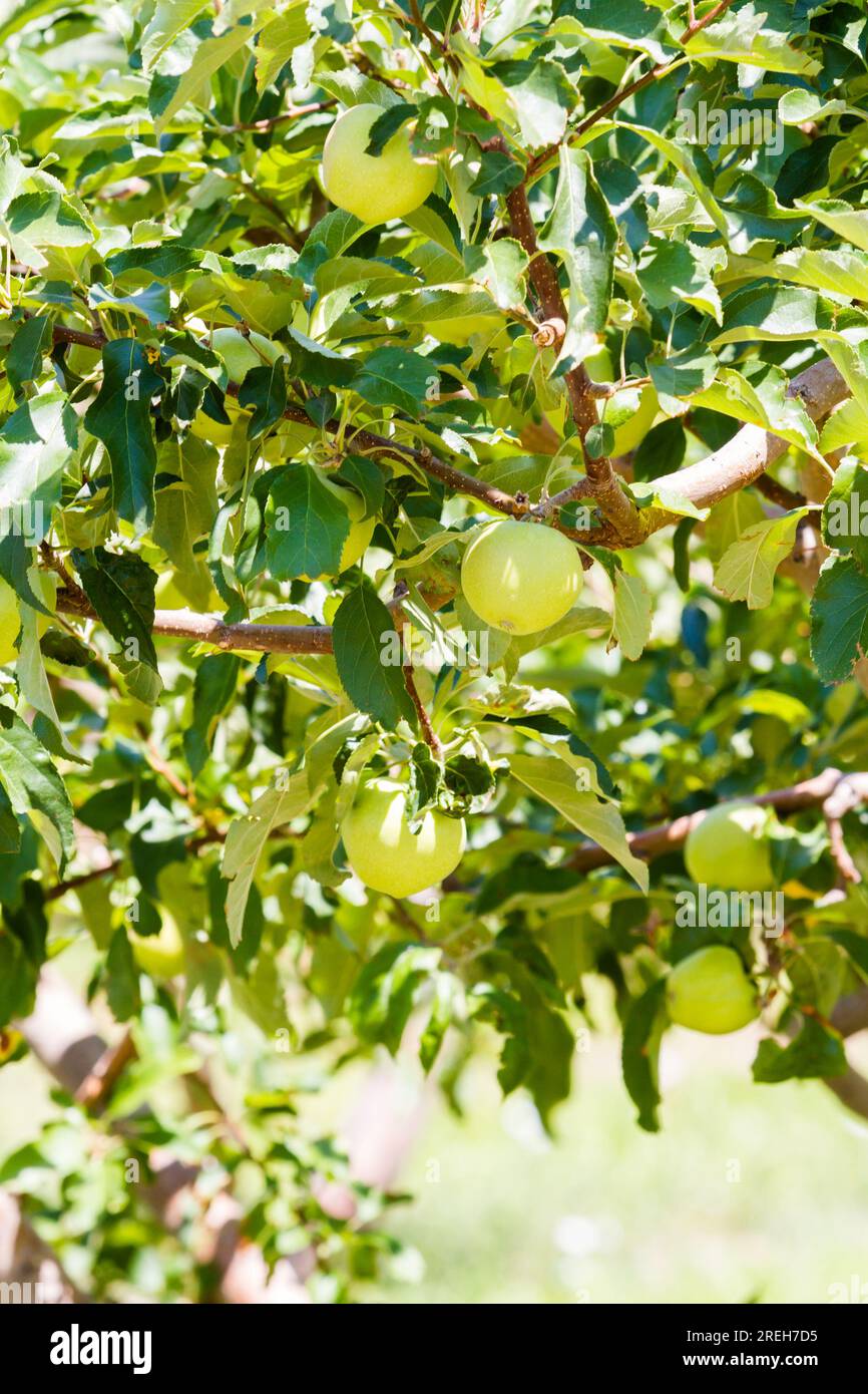 Crescent orchard hi-res stock photography and images - Alamy