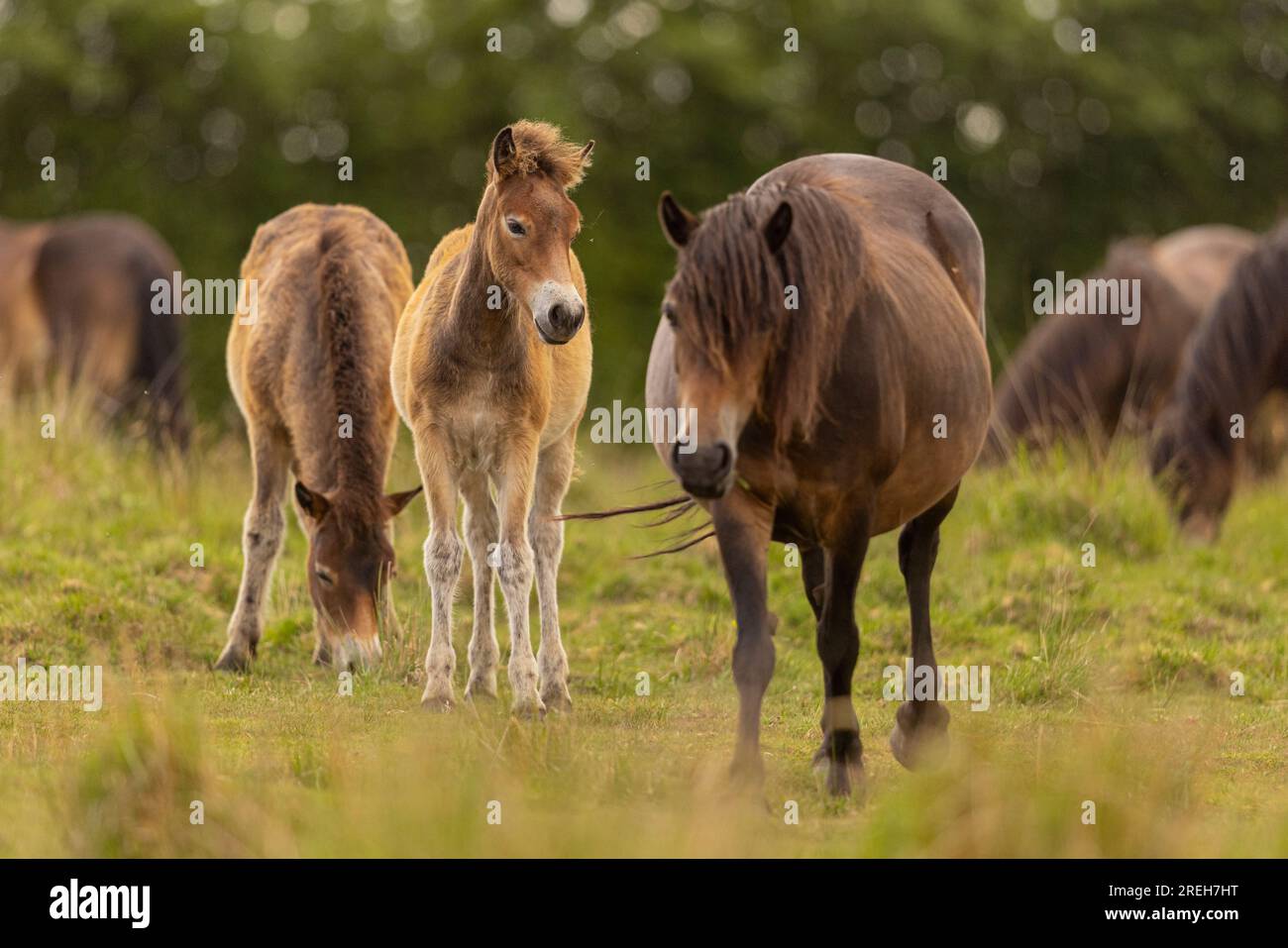 Exmoor pony family in Exmoor National Park Stock Photo - Alamy
