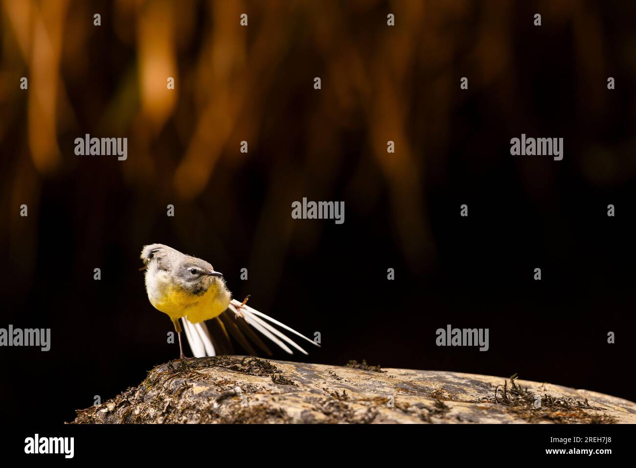 Grey wagtail preening hi-res stock photography and images - Alamy