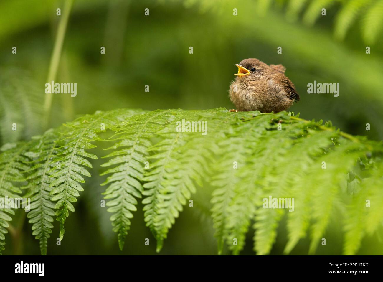 Cute young Wren perched on a fern leaf Stock Photo - Alamy