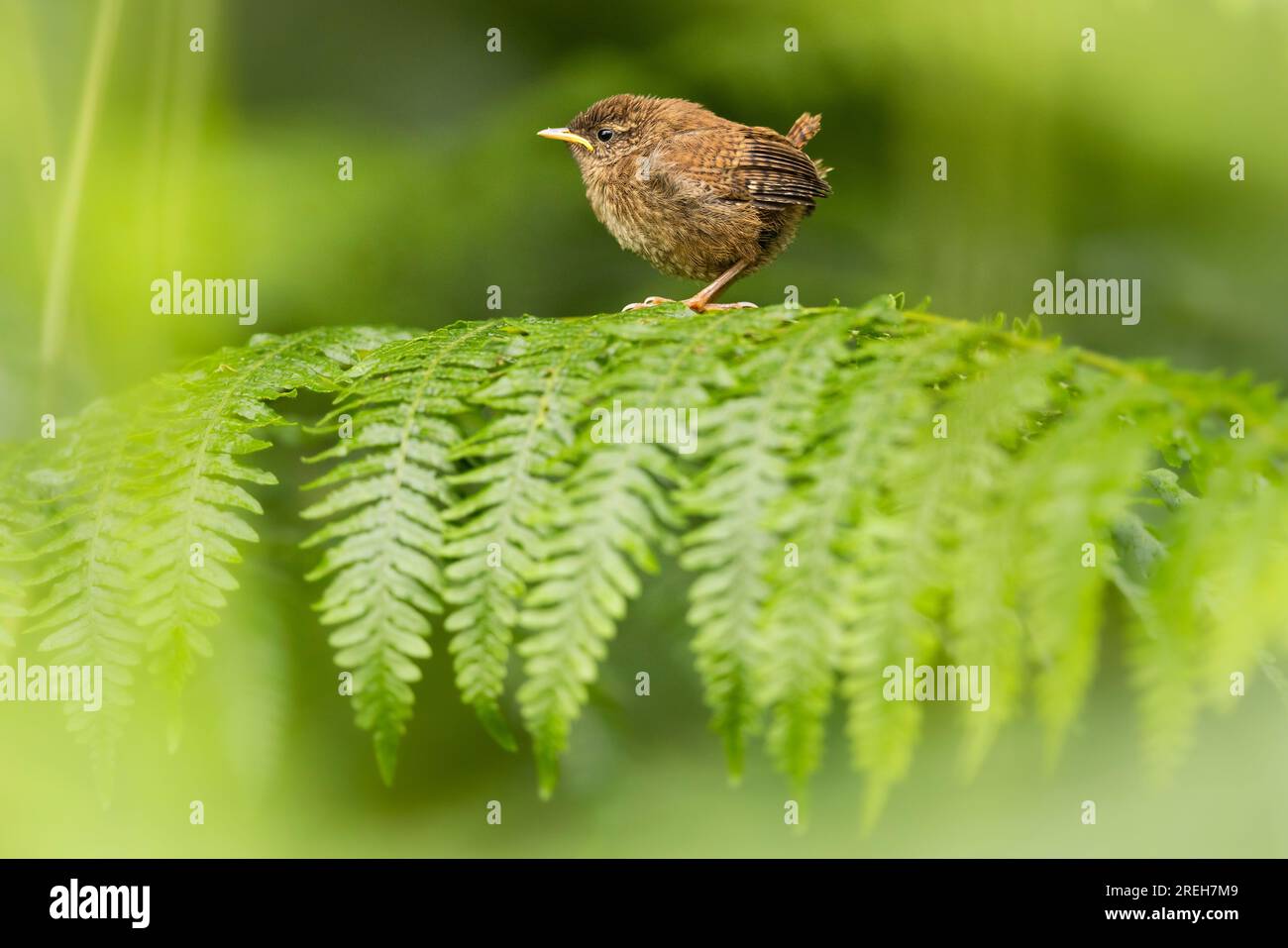 Wren young hi-res stock photography and images - Alamy