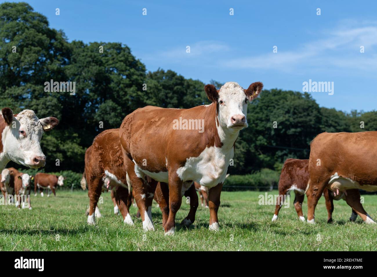 Native cows hi-res stock photography and images - Alamy