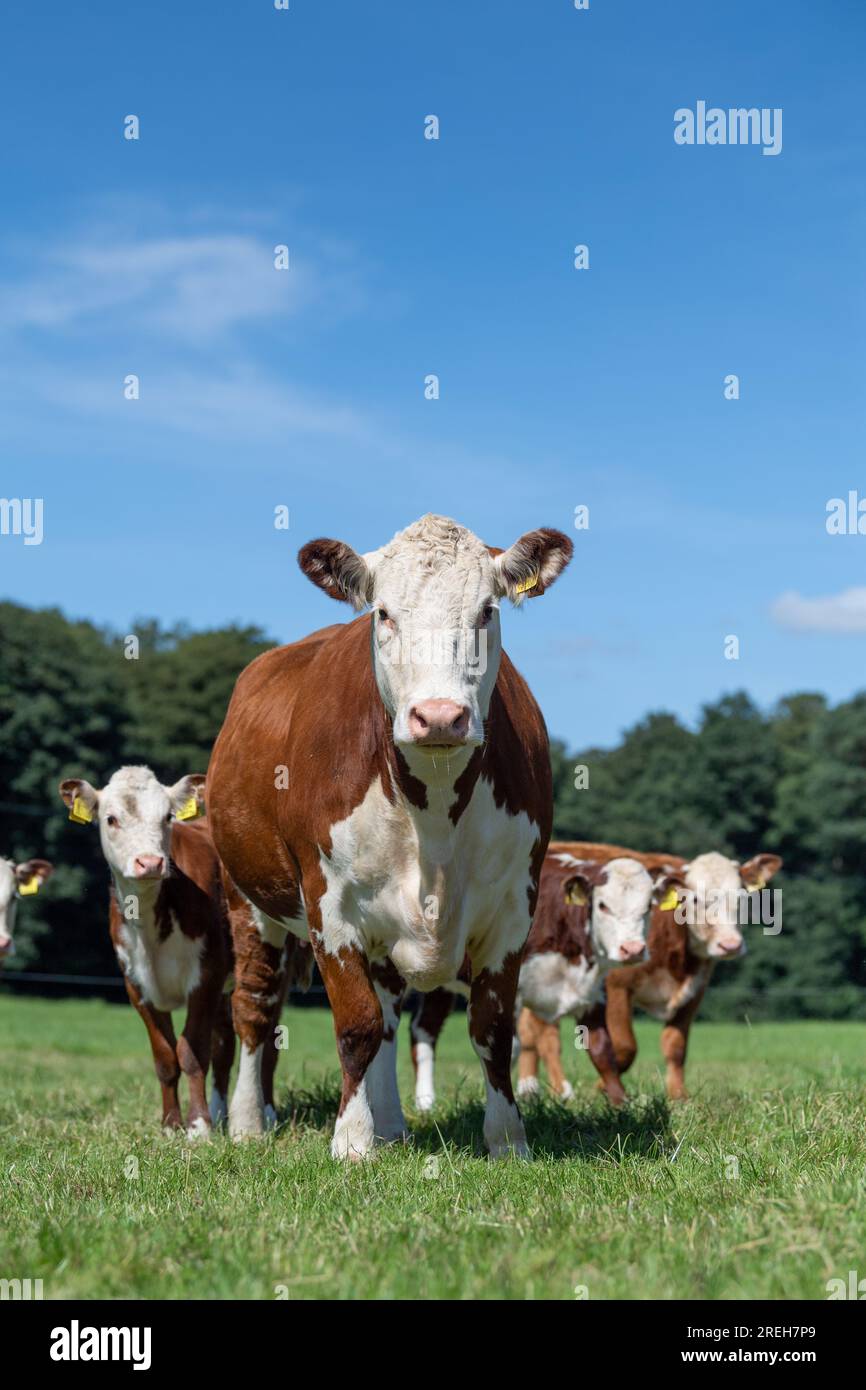 Hereford beef cows and calves grazing on upland pasture in Cumbria, UK ...