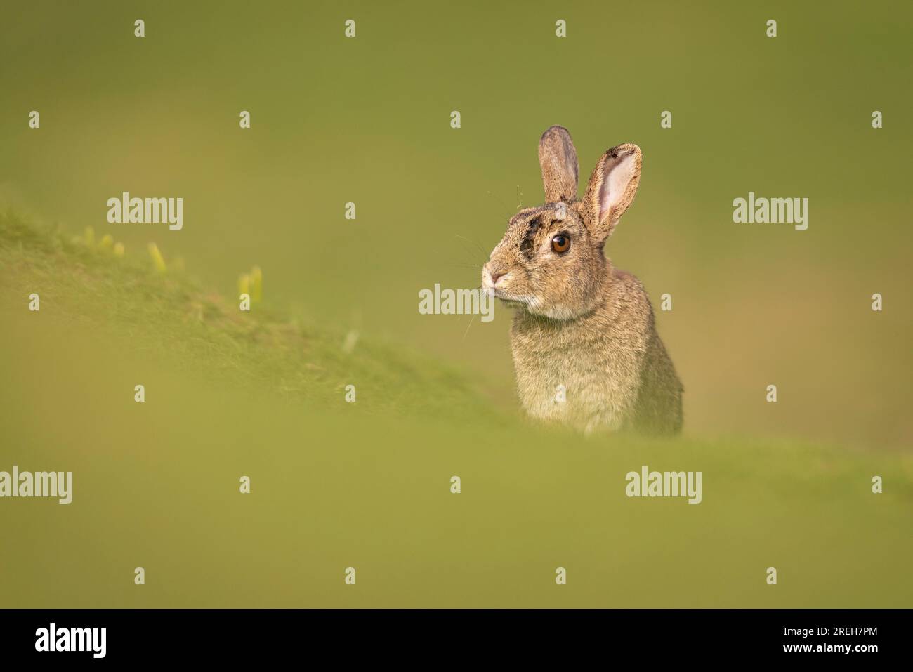 Rabbit in a field Stock Photo - Alamy
