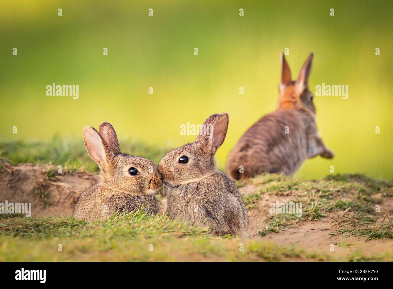 Cute bunnies hi-res stock photography and images - Alamy