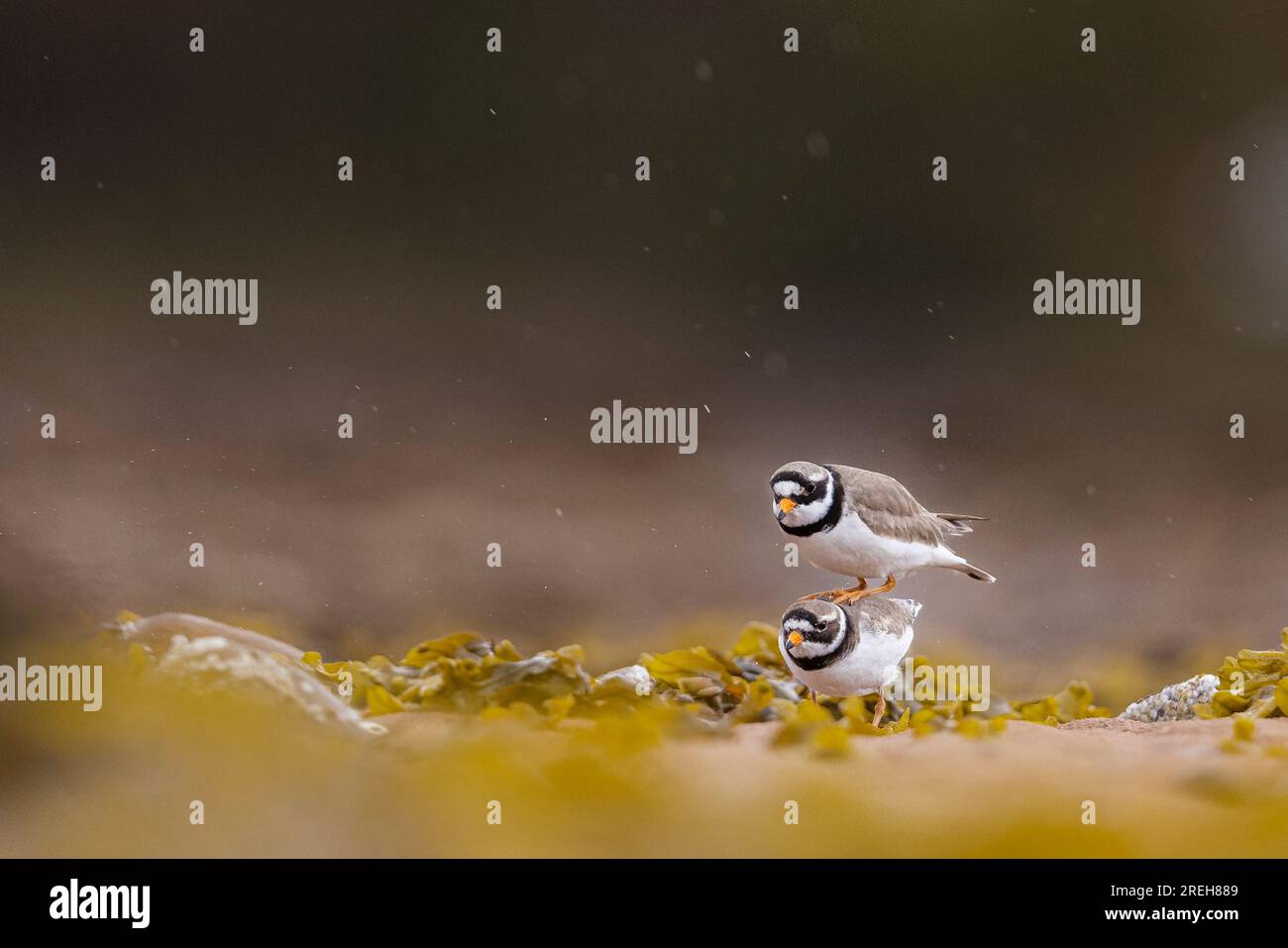 Ringed Plover mating Stock Photo - Alamy