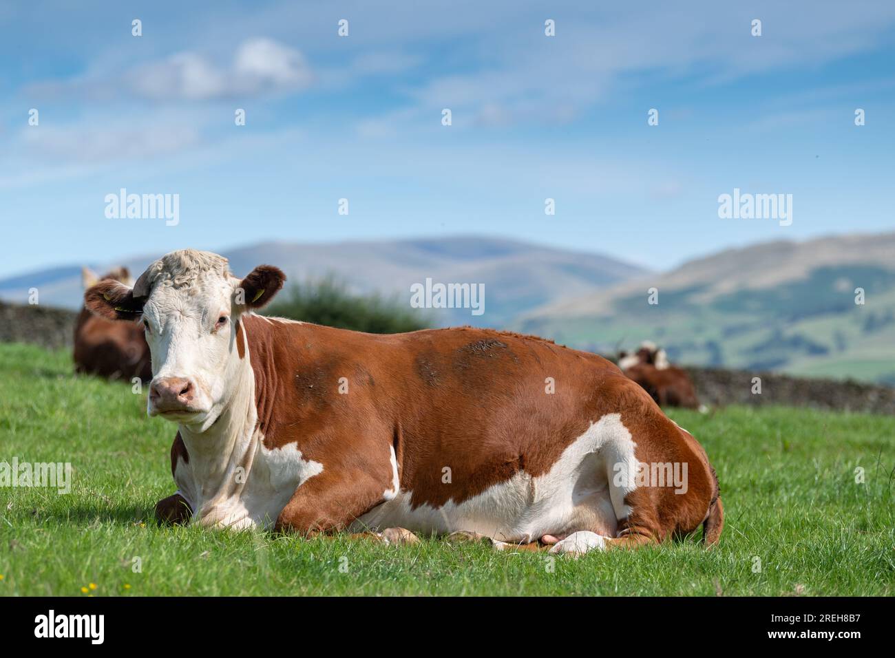 Hereford cattle, a native British beef breed, sat down in a lush upland ...
