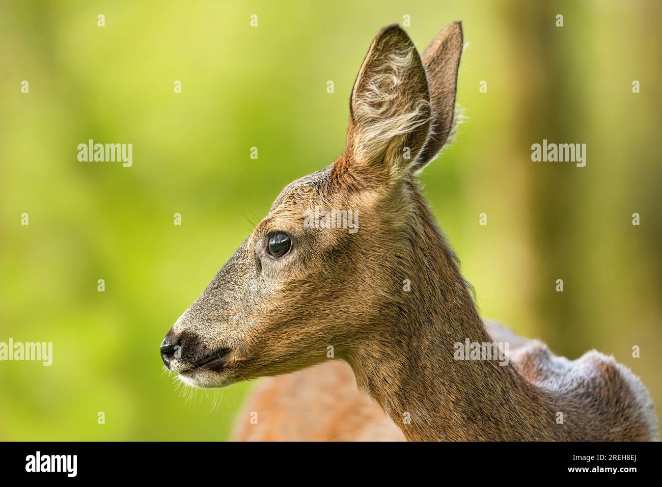 Female roe deer hi-res stock photography and images - Alamy