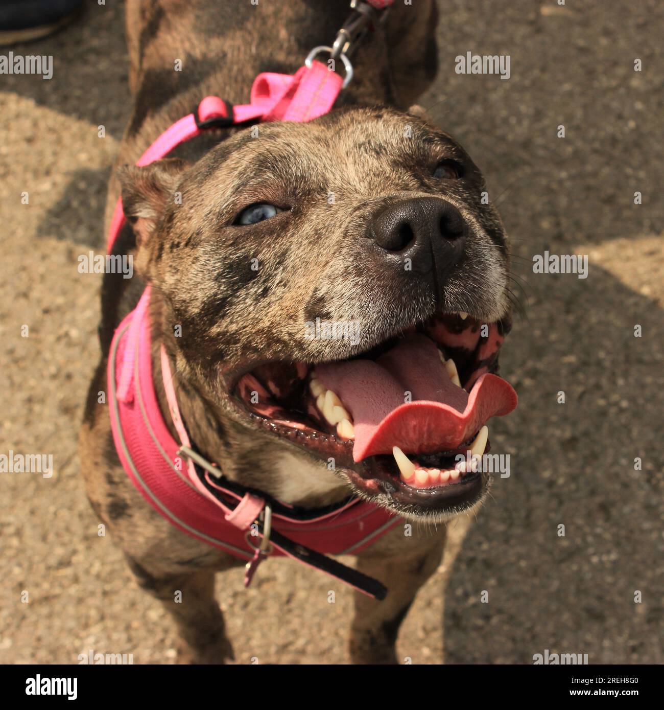 Staffy smile hi-res stock photography and images - Alamy