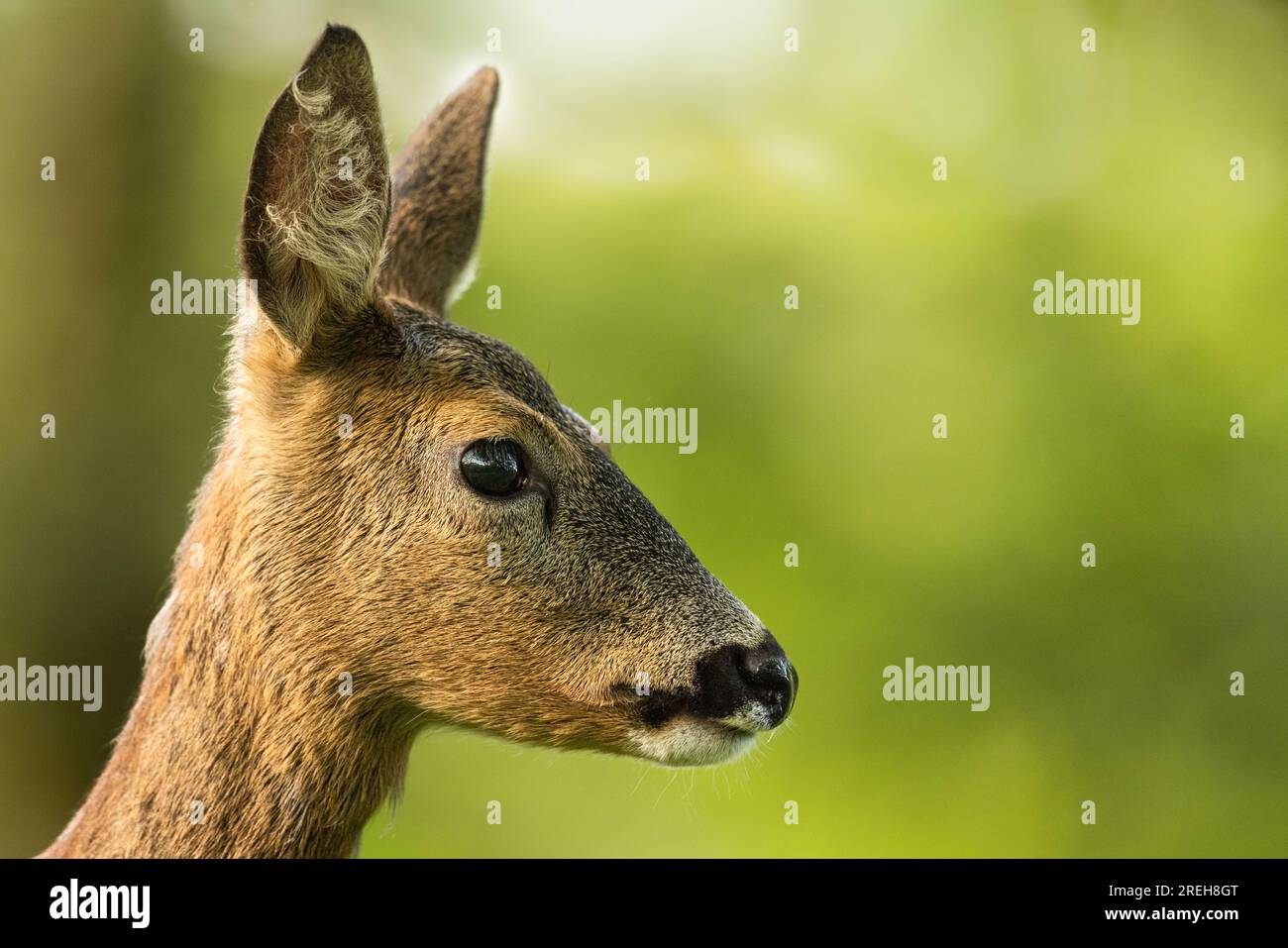 Female roe deer hi-res stock photography and images - Alamy