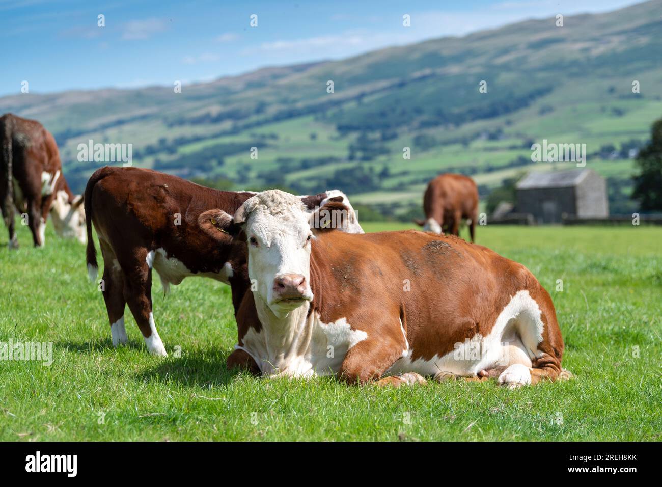 Hereford cattle, a native British beef breed, sat down in a lush upland pasture, Cumbria, UK ...