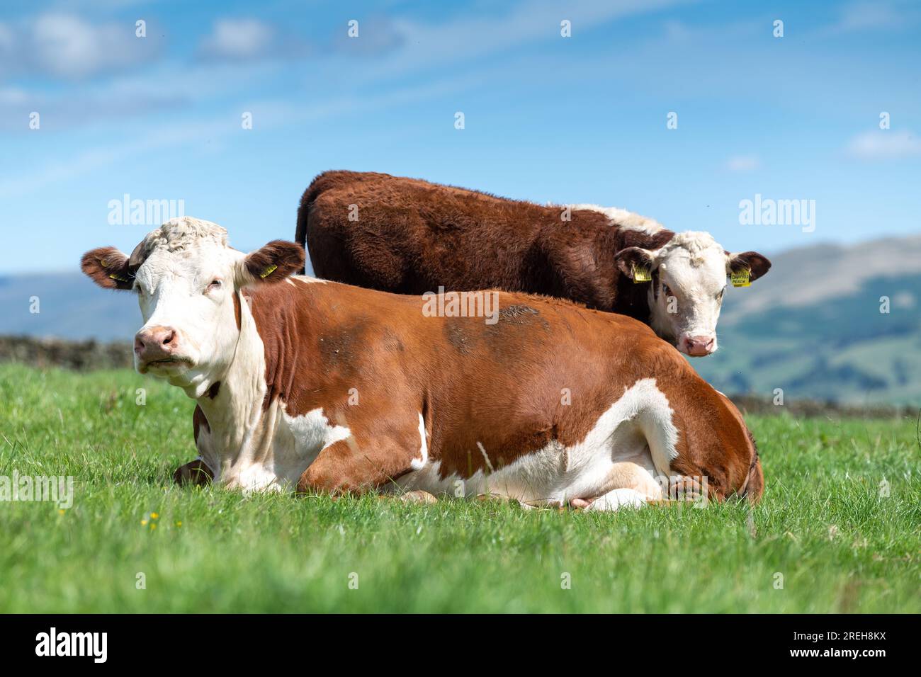 Hereford cattle, a native British beef breed, sat down in a lush upland ...