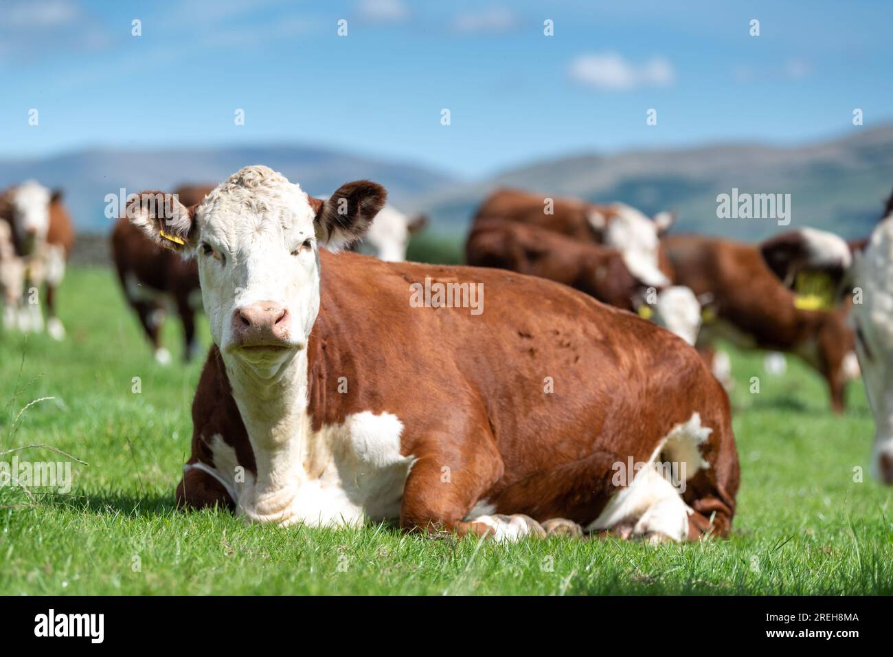 Hereford cattle, a native British beef breed, sat down in a lush upland ...