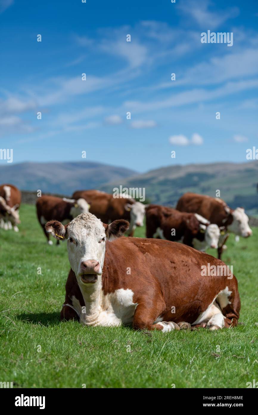 Hereford cattle, a native British beef breed, sat down in a lush upland ...
