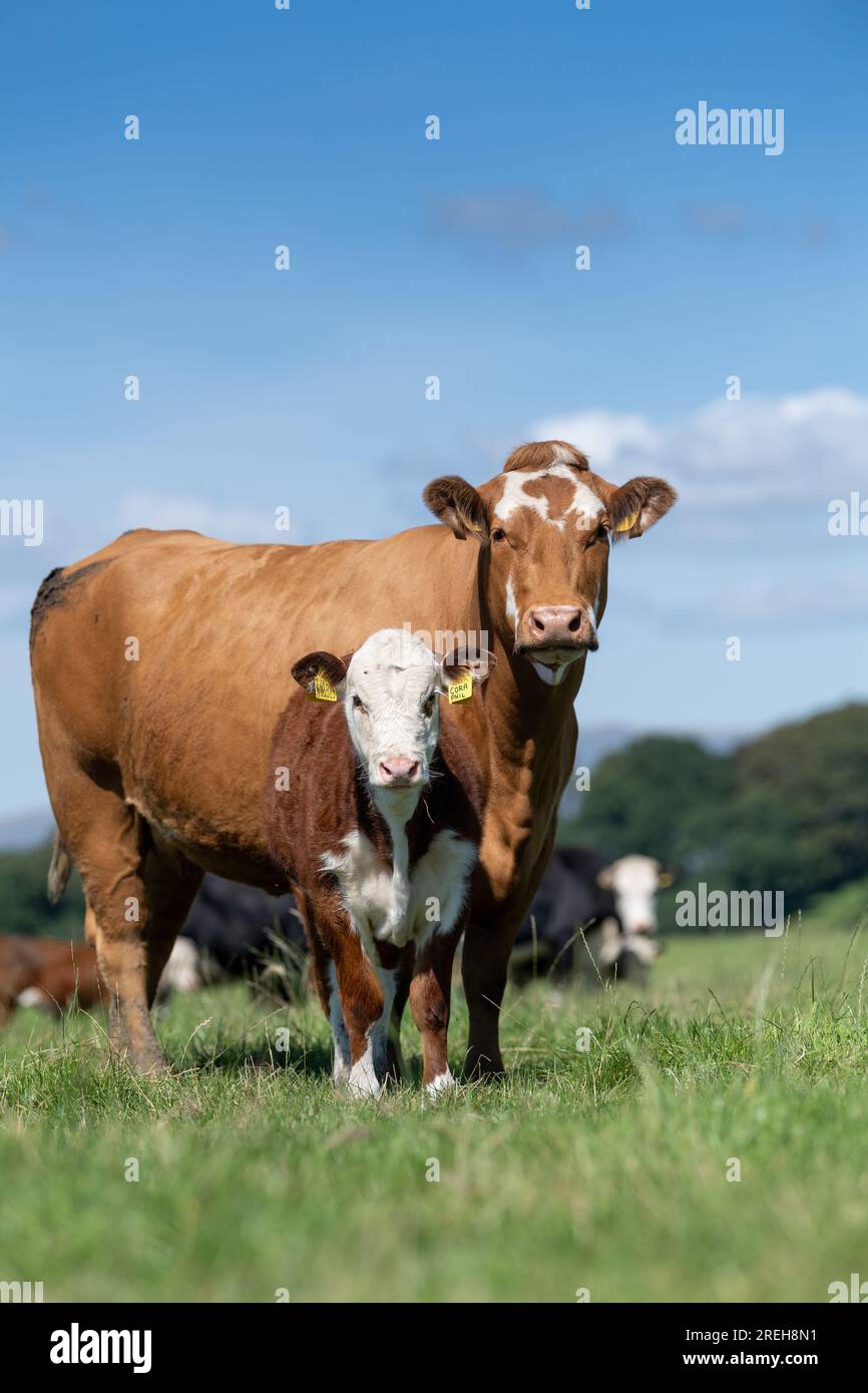Crossbred cows with pedigree Hereford calves at foot as a result of ...