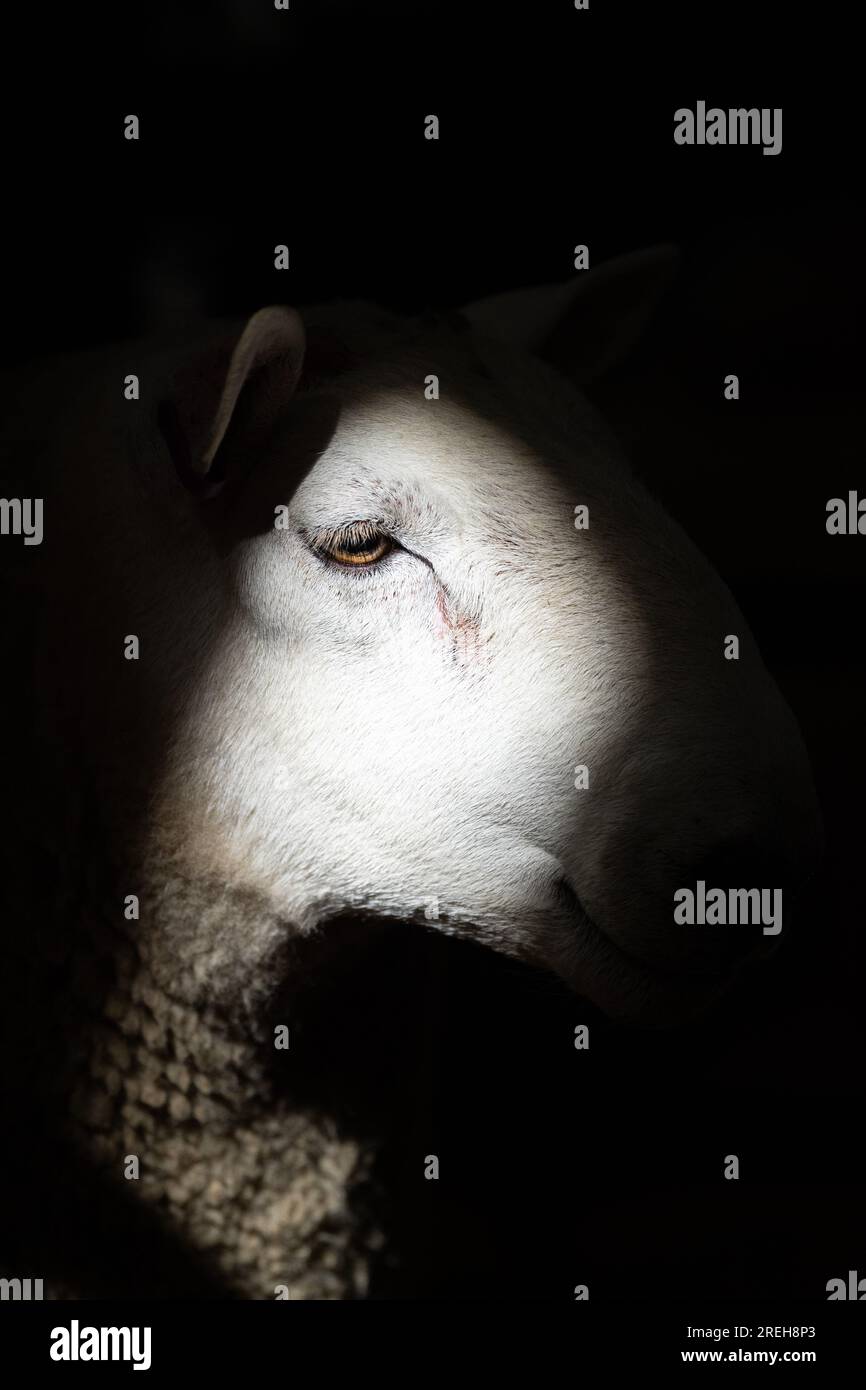 Cheviot ram caught in a shaft of sunlight at a sale Stock Photo - Alamy