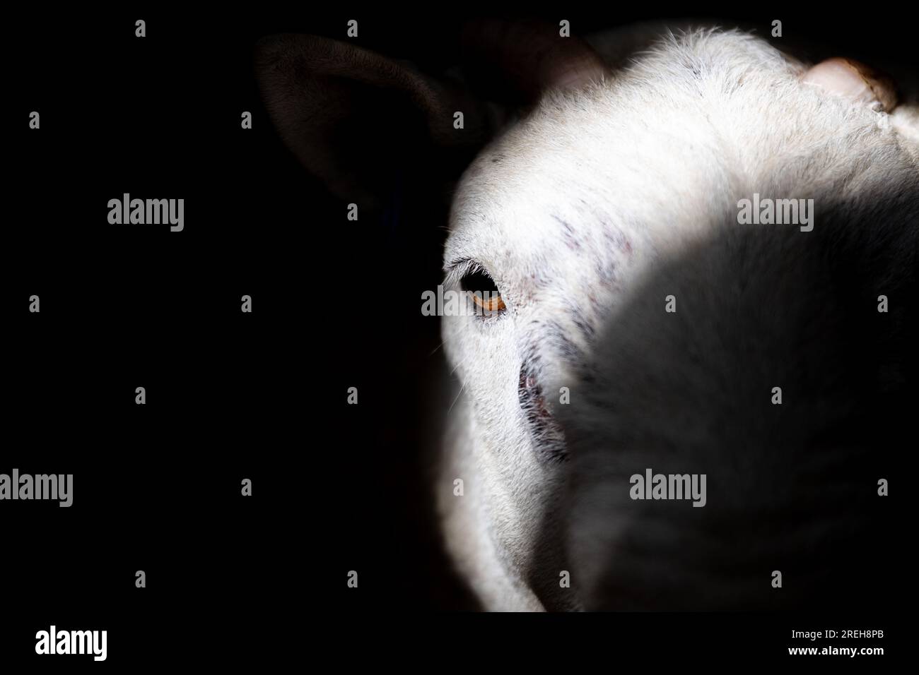 Cheviot ram caught in a shaft of sunlight at a sale Stock Photo - Alamy