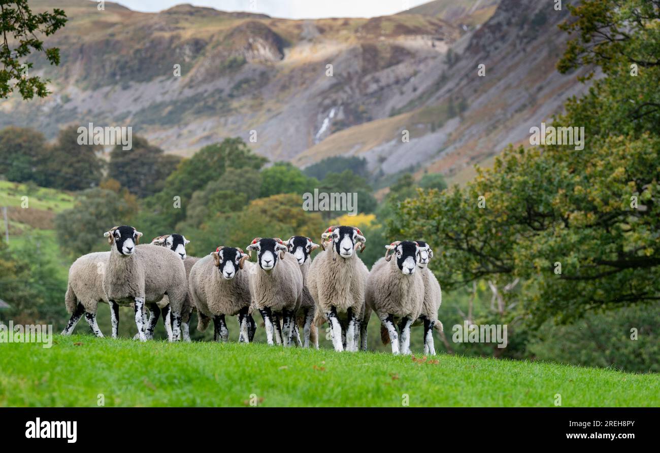 Flock of Swaledale ewes in the Lake District, Cumbria, UK Stock Photo ...