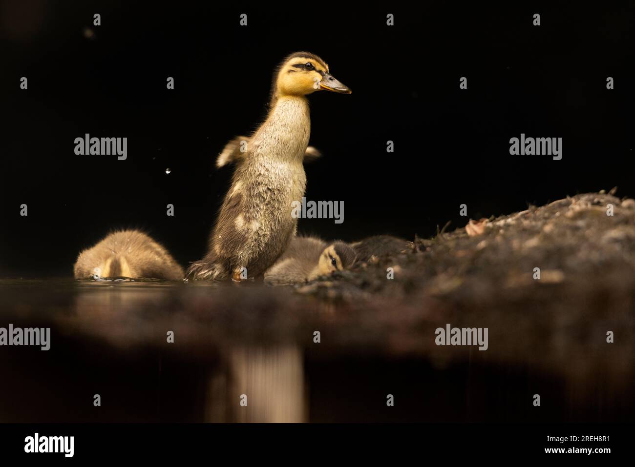 Cute Mallard duckling Stock Photo - Alamy