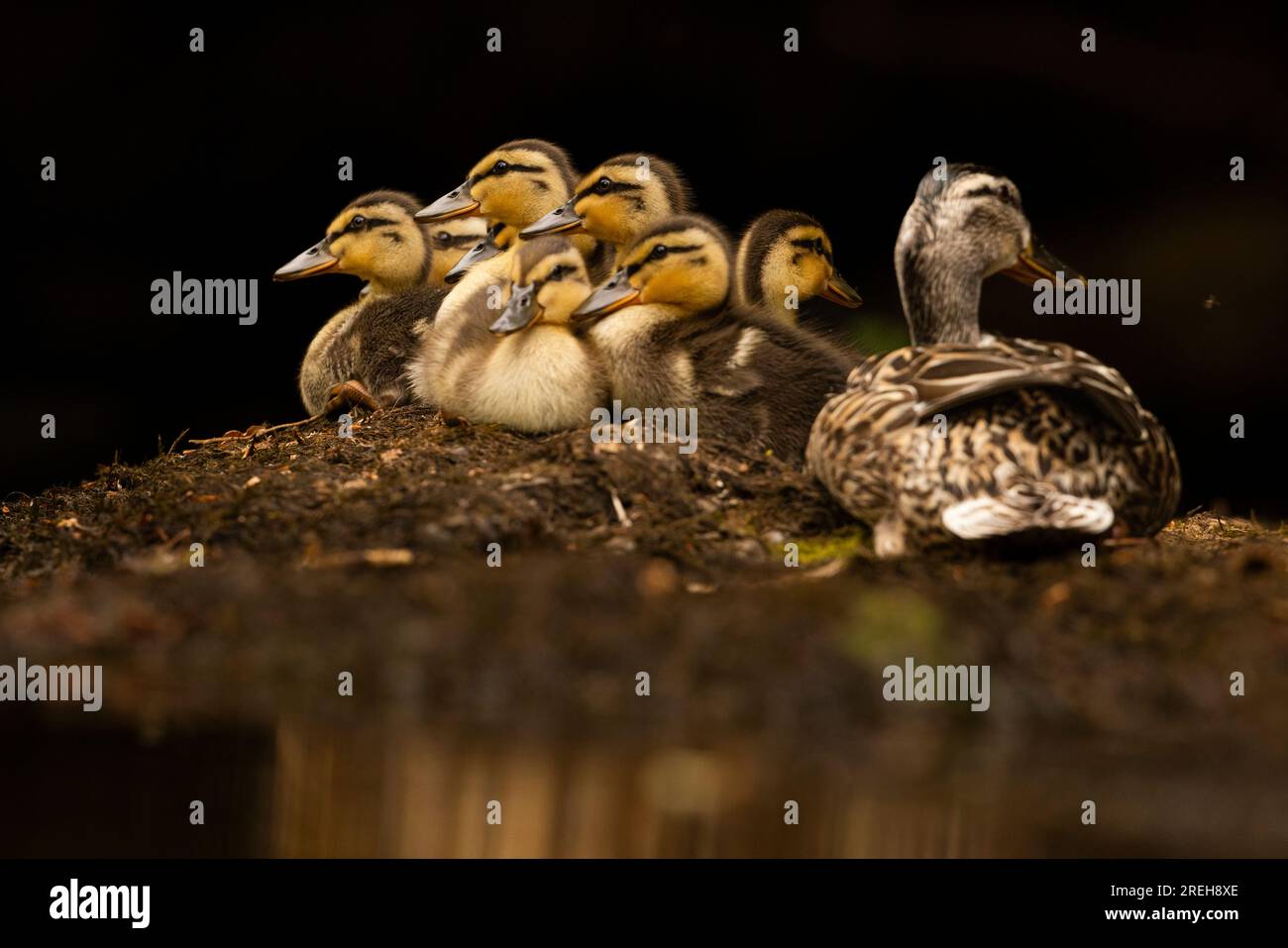 Cute Mallard ducklings with mother Stock Photo - Alamy