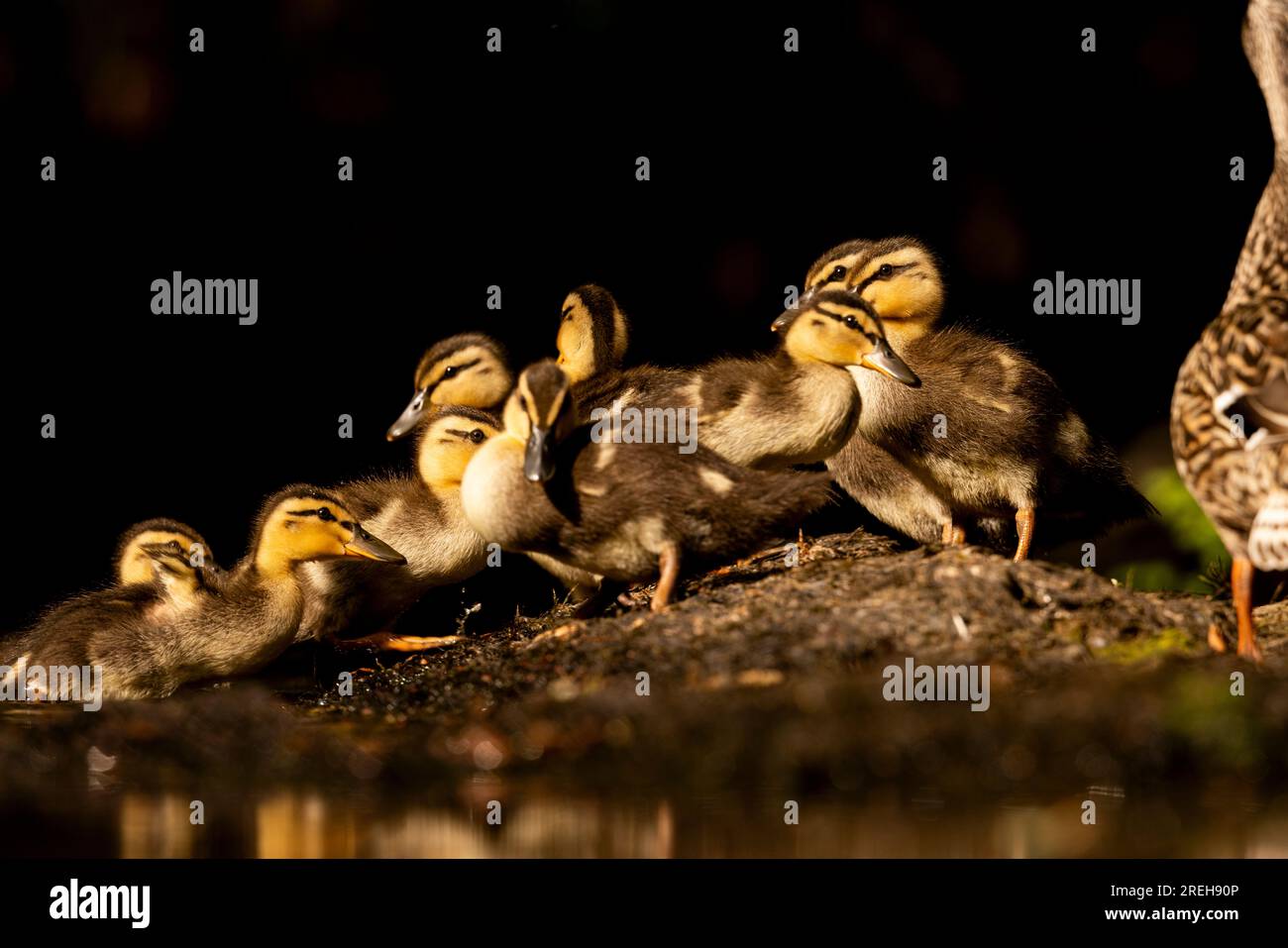 Cute Mallard ducklings with mother Stock Photo - Alamy