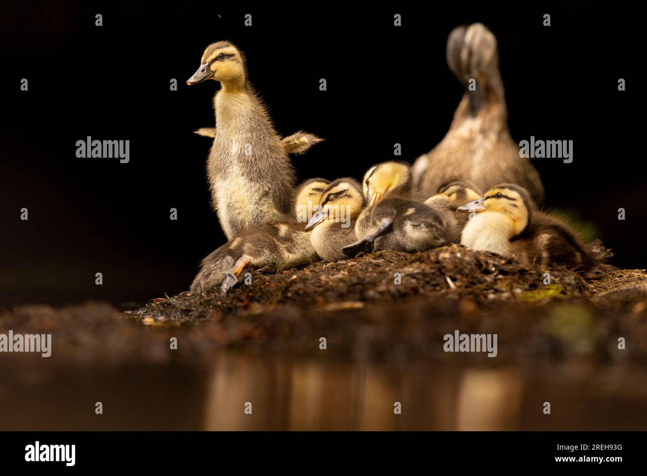Cute Mallard ducklings with mother Stock Photo - Alamy